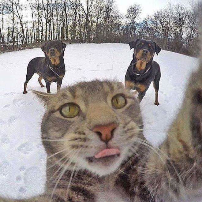 These 20 Cats That Take Better Selfies Than You - Funistan.com